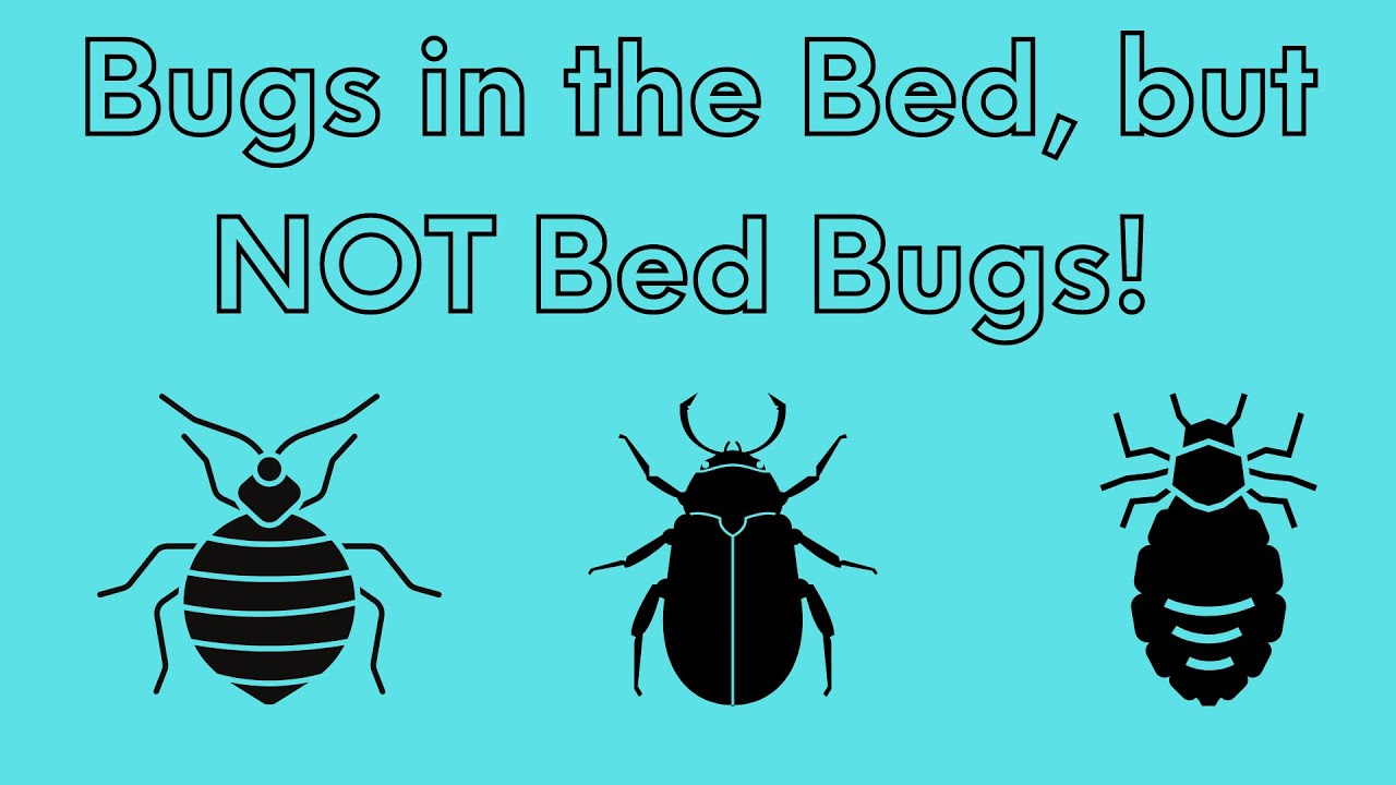 What Are These Little Bugs On My Bed Infoupdate Org
