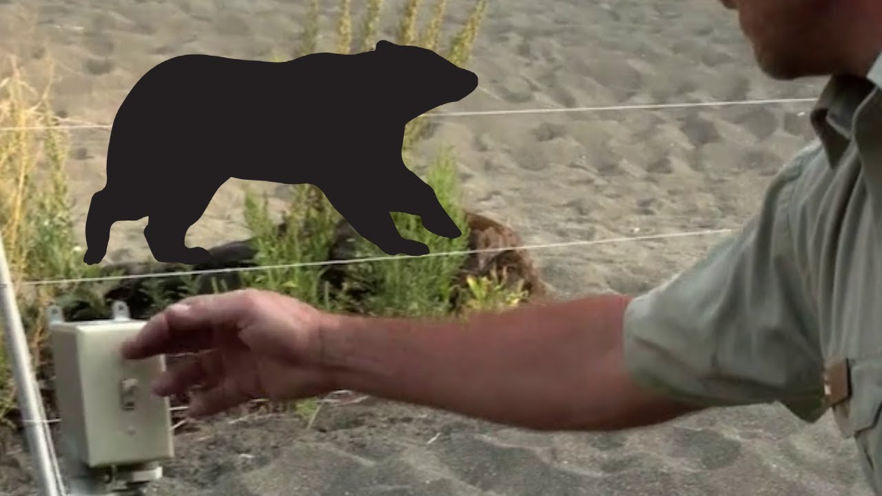 Segment 3 Black Bear Basics Youtube