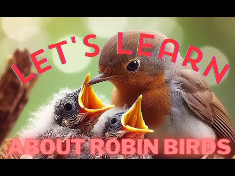 A Few Minutes Learning About Robins Youtube