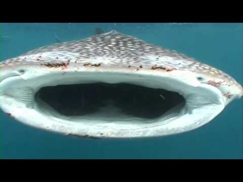 Crazy Big Mouth Whale Shark Smiles To Camera Youtube