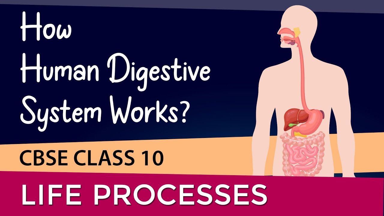 How Does The Human Digestive System Work