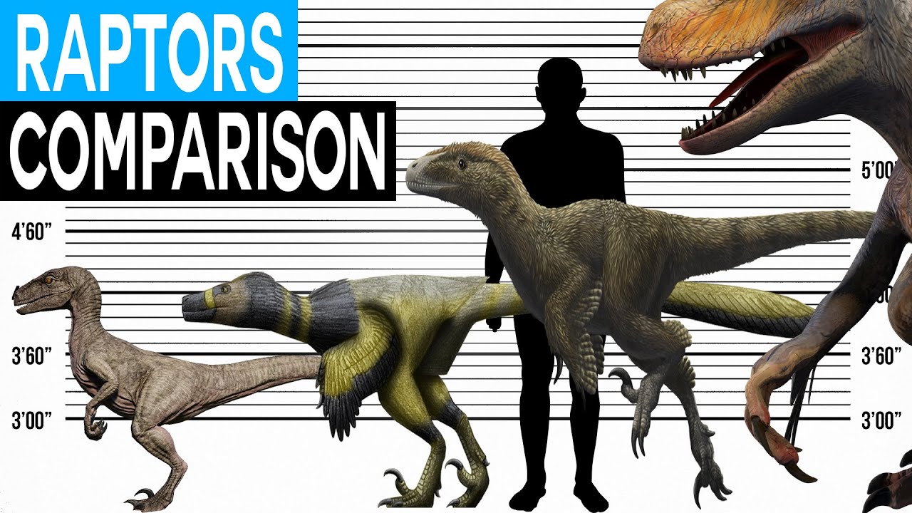 Actual Size Of A Raptor At Bruce Macias Blog