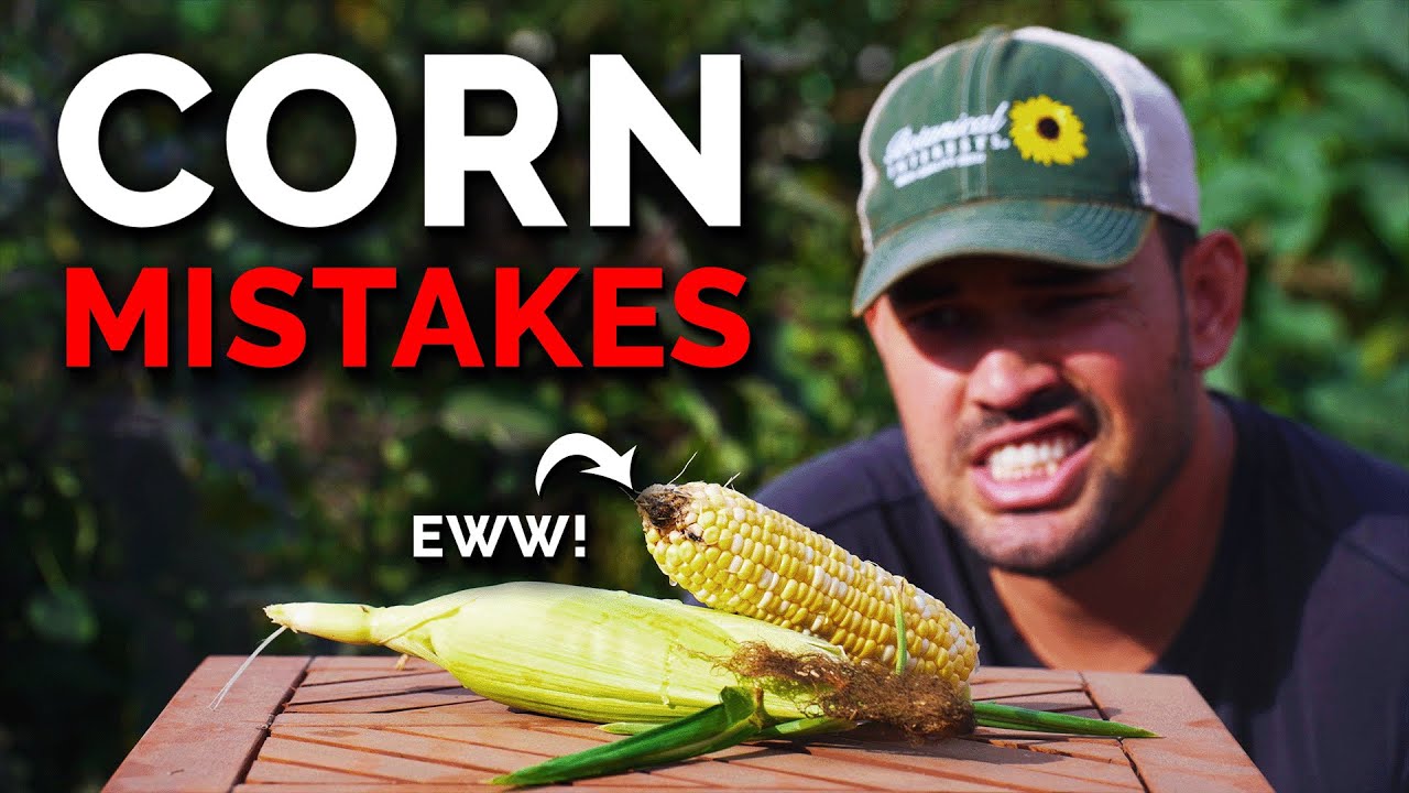 7 Corn Growing Mistakes To Avoid Youtube