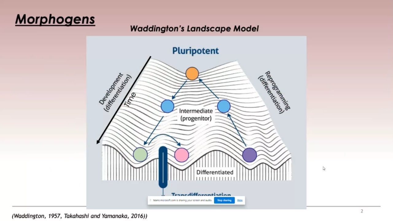 Morphogen Diffusion Model Youtube