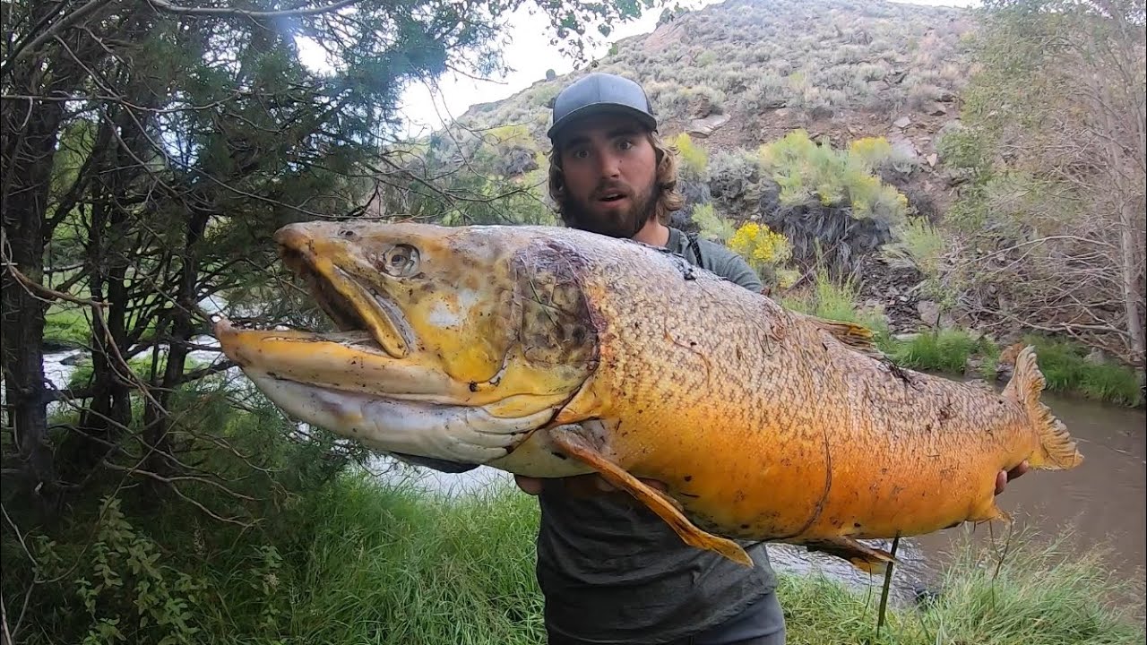 World Record Tiger Trout The Biggest Trout Ever Caught