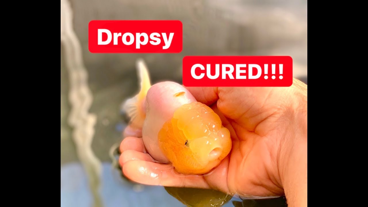 How To Treat Cure Dropsy Successful Method To Treat Dropsy In