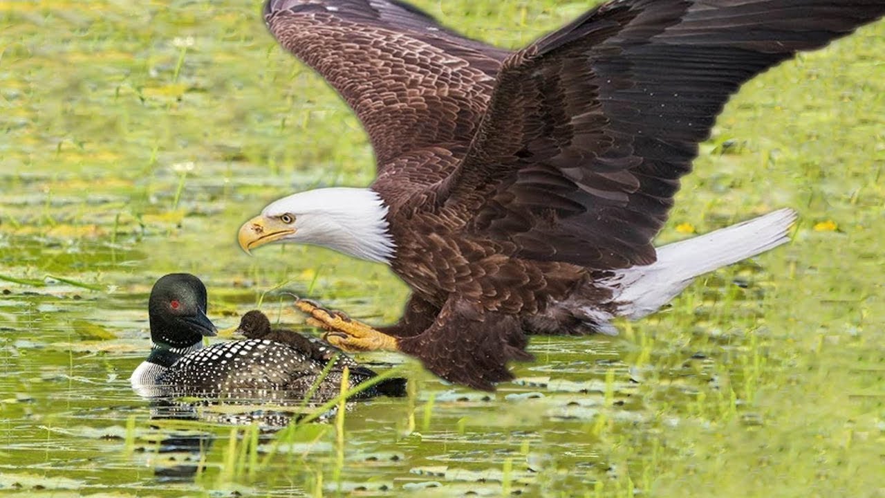 The Result Of Loon Chick S Carelessness Is Falling Into Eagle S Eyes
