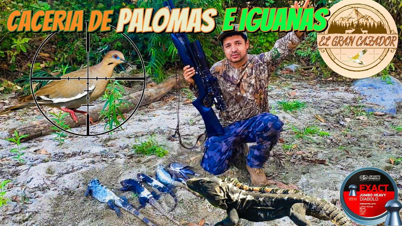 Caceria De Palomas E Iguanas Con El Mejor Rifle De Aire Youtube