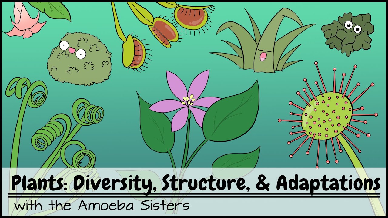 Plant Id 101 Classifications Explained A Us Guide For Beginners