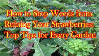 How To Stop Weeds From Ruining Your Strawberries Top Tips For Every ...
