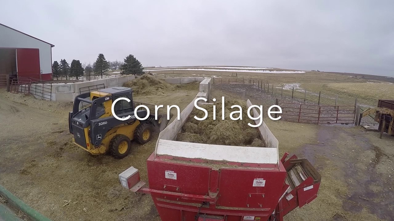 Cattle Feeding Youtube