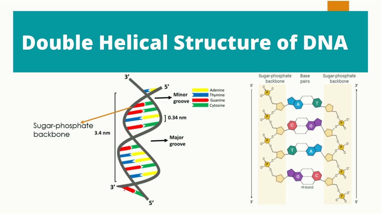 Double Helix Structure Dna The Code To Life American Pharmaceutical
