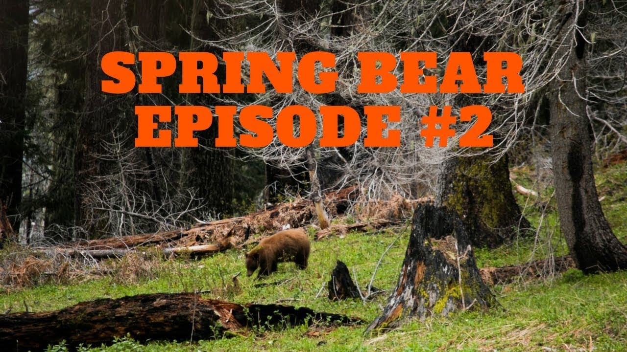 Spring Bear Hunt Episode 2 Youtube