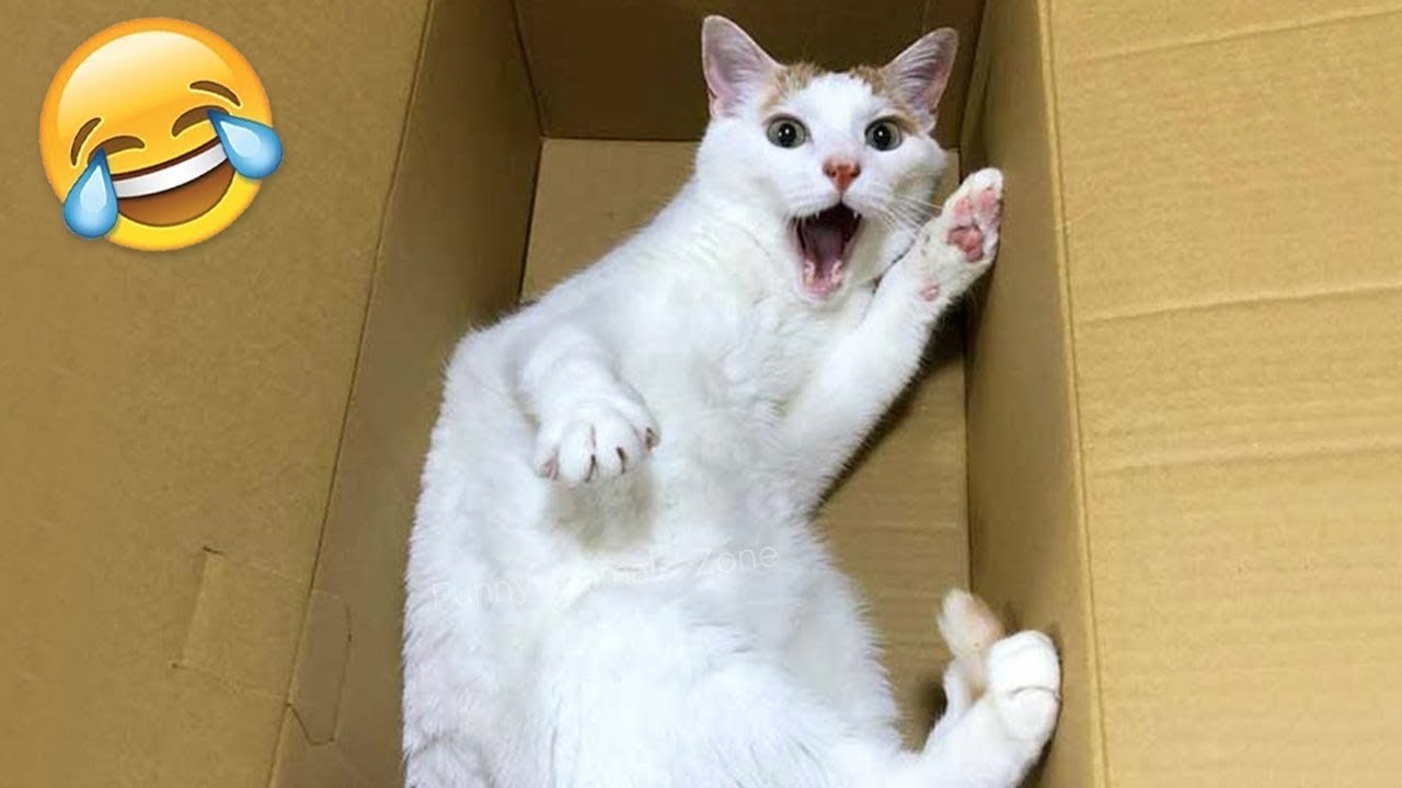 These Funny Cat Videos Will Make You Laugh Into 2025 ёяшв Youtube