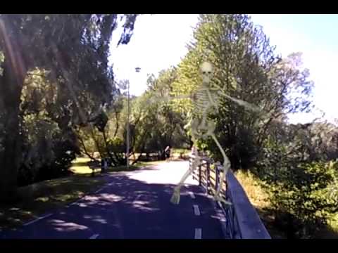 Fxguru Steleton Youtube