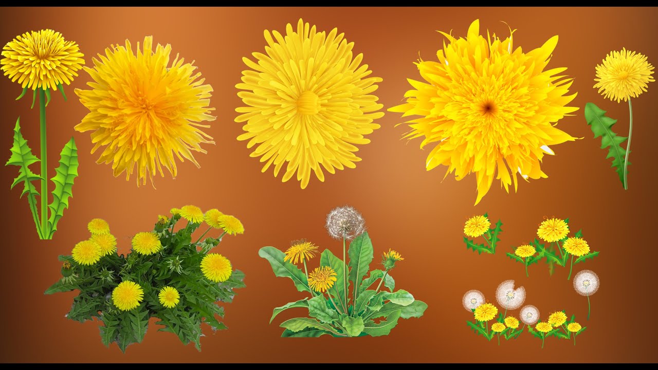 Dandelion Flowers Png Collections Clip Art Png Edwinedwardjohn