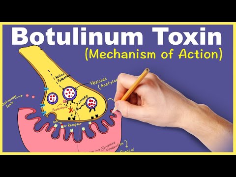 How Do Botulinum Toxins Affect Nerve Cells