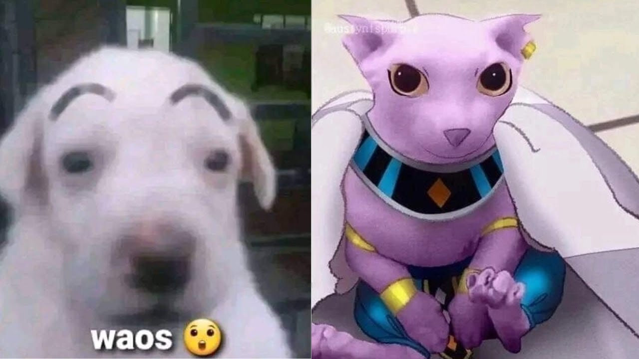 Memes Random Muy Kgue De Risa 15 Shitpost Memes Compilation Youtube