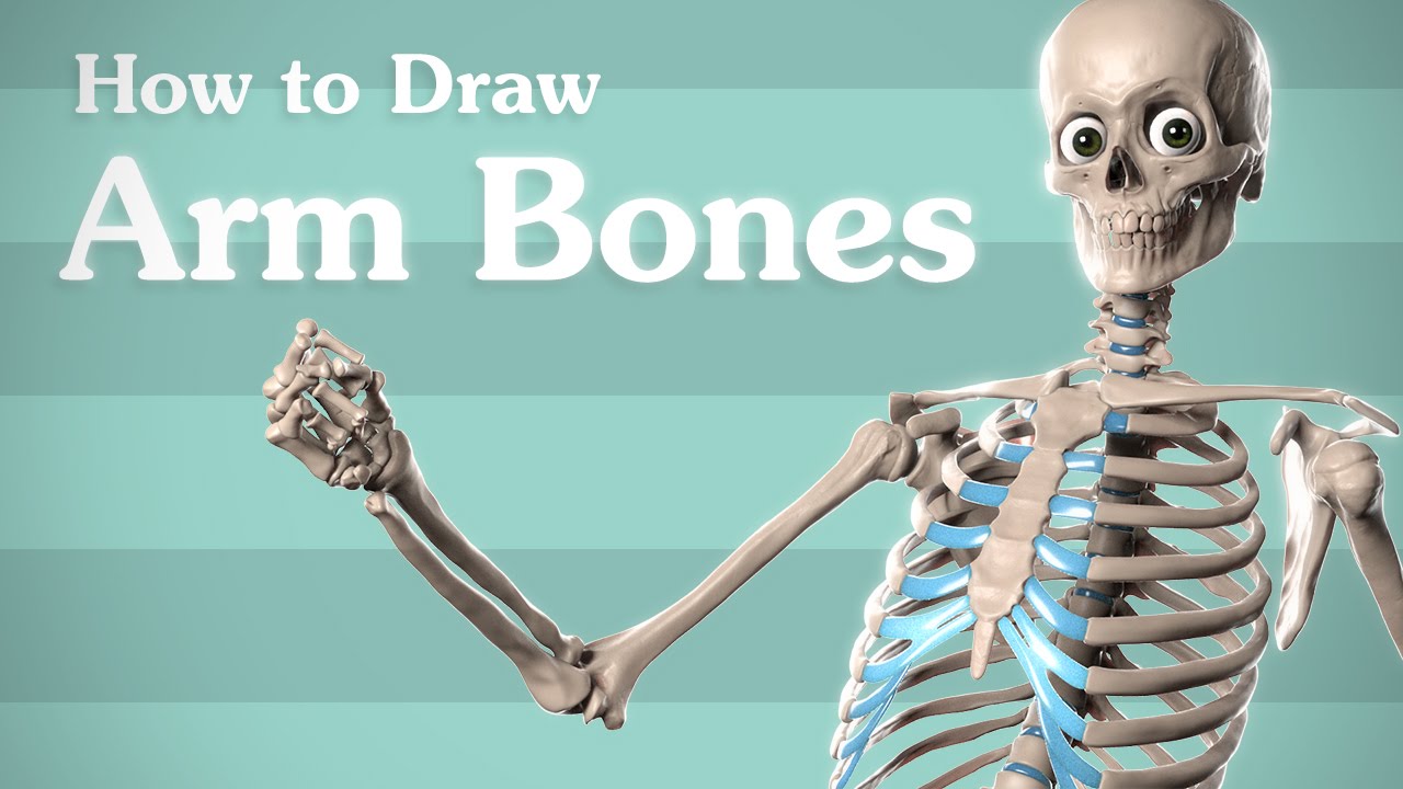 Arm Bone Anatomy Drawing At Amy Palmer Blog
