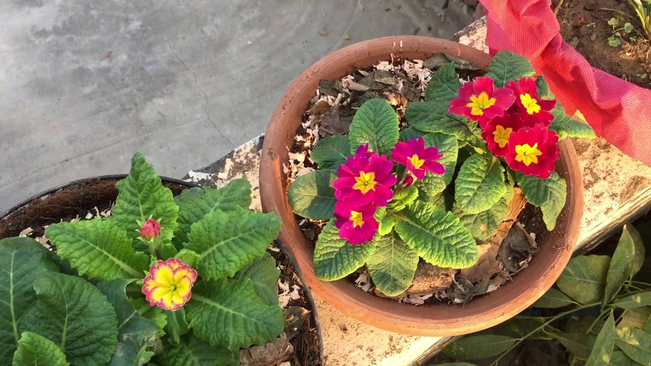 Primrose Primula Plant Care Youtube