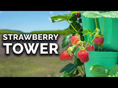 How To Grow Strawberries In Vertical Containers