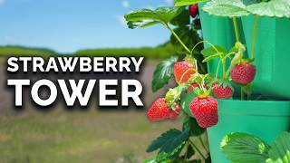 Strawberries Growing Vertically In Containers Strawberry Vertical