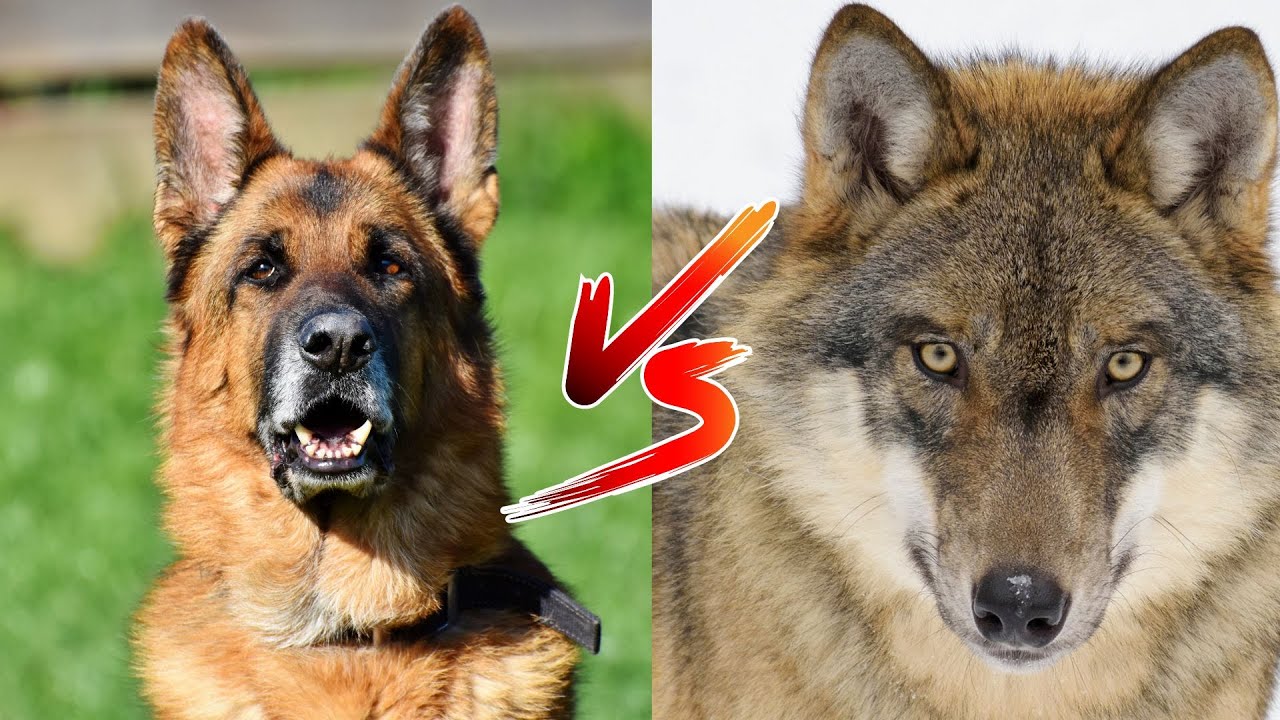 German Shepherd Size Compared To Wolf At Harold Hernandez Blog