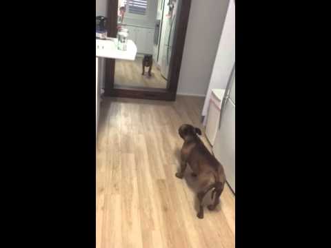 My Weird Dog Youtube