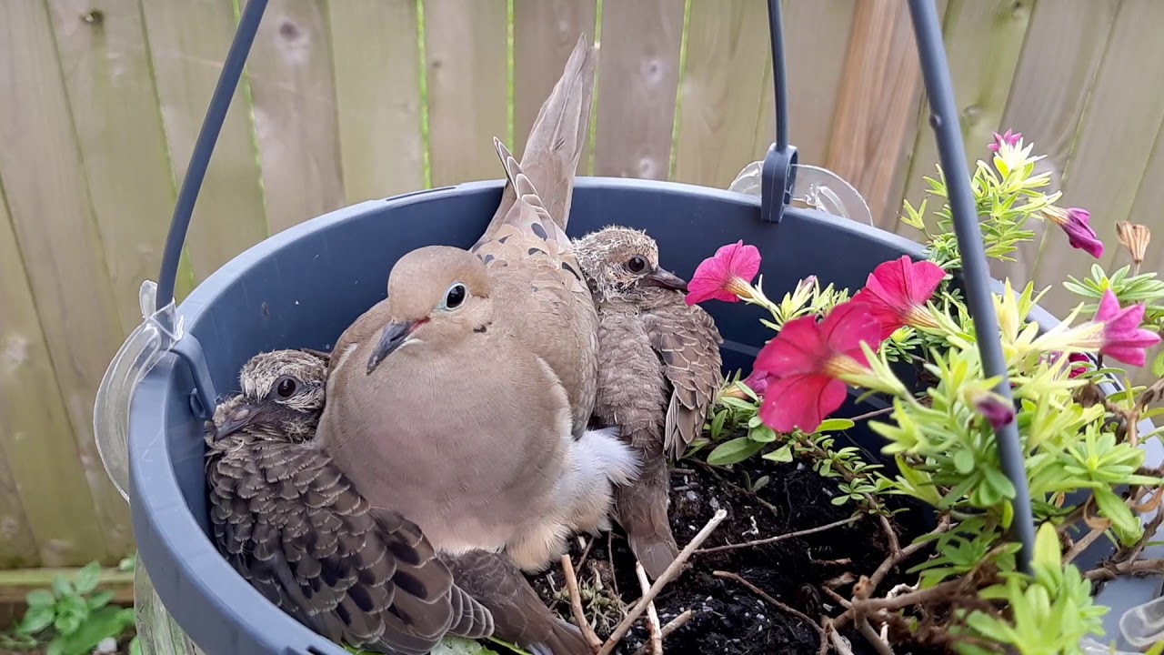 How To Keep Birds Out Of Hanging Pots At Keith Barnes Blog
