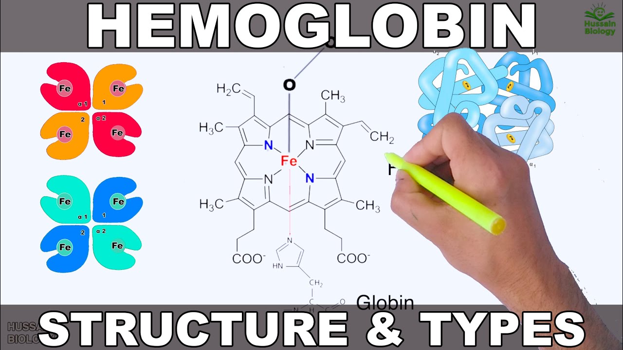 Hemoglobin Structure Plants Humans And Hemoglobins Trends In Plant