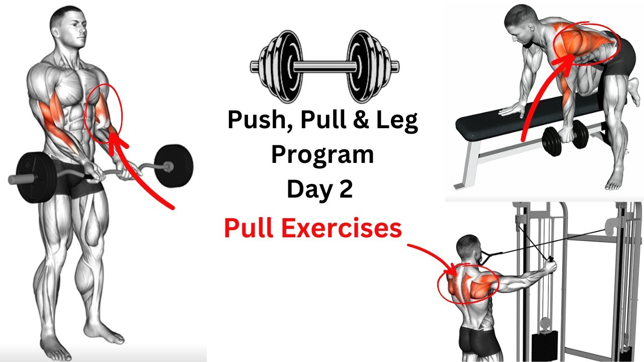 Pull Exercises Day 2 6 Push Pull Leg Technique Program 6 Days