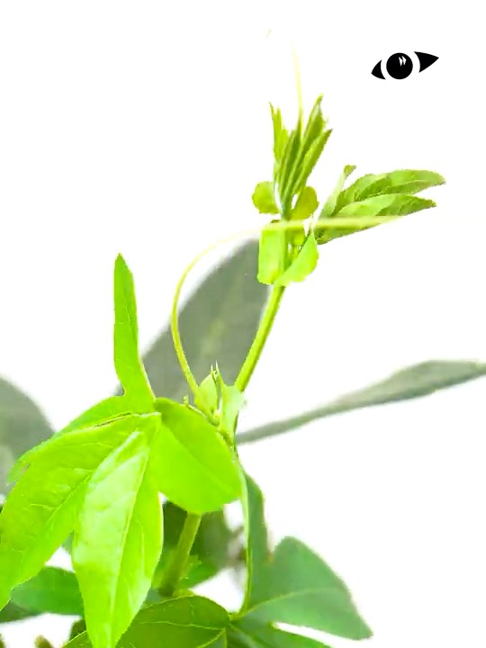 Climbing Plant Time Lapse Shorts Youtube