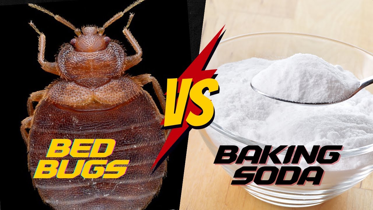 Does Baking Soda Kill Bed Bugs See The Truth Before You Try