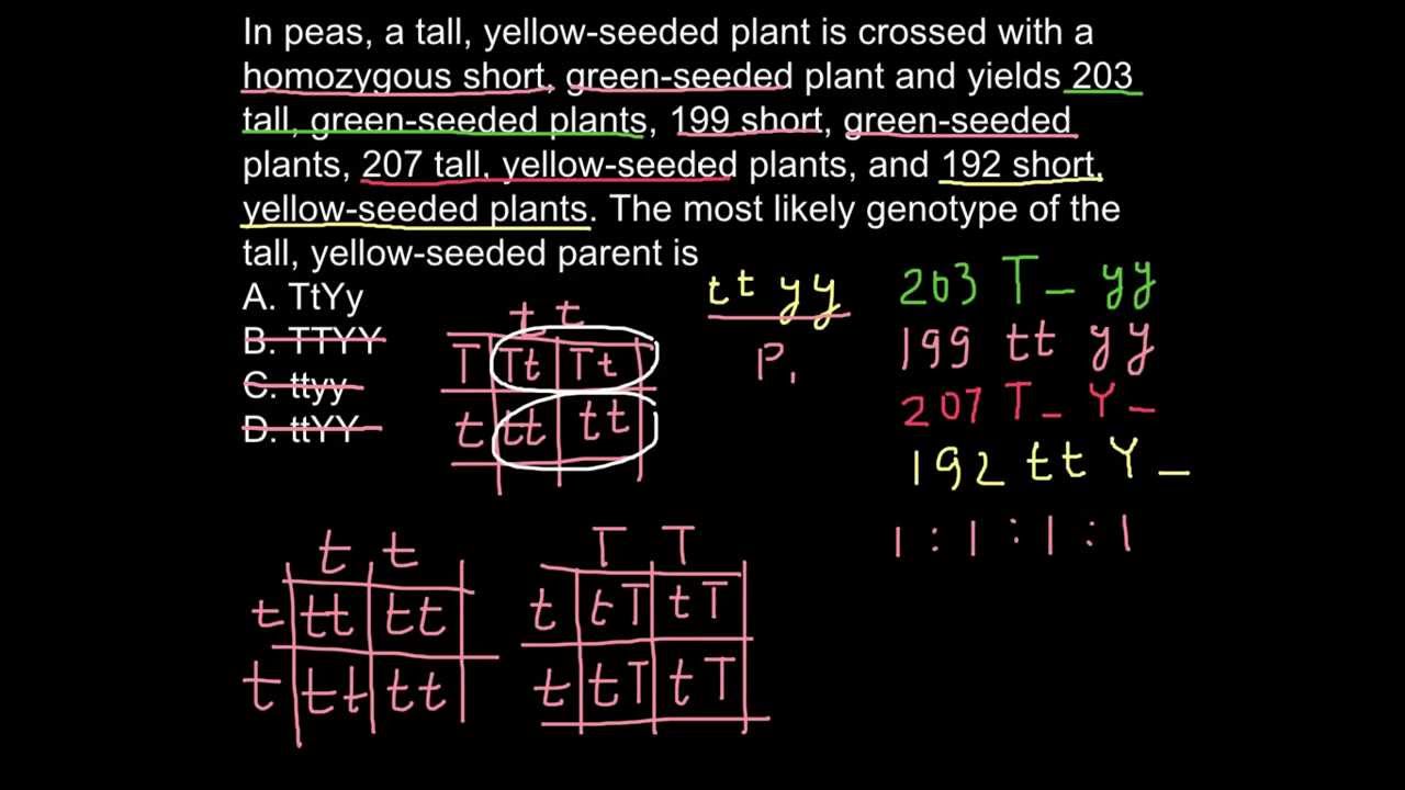 Genetics Practice Problems Worksheet Owhentheyanks
