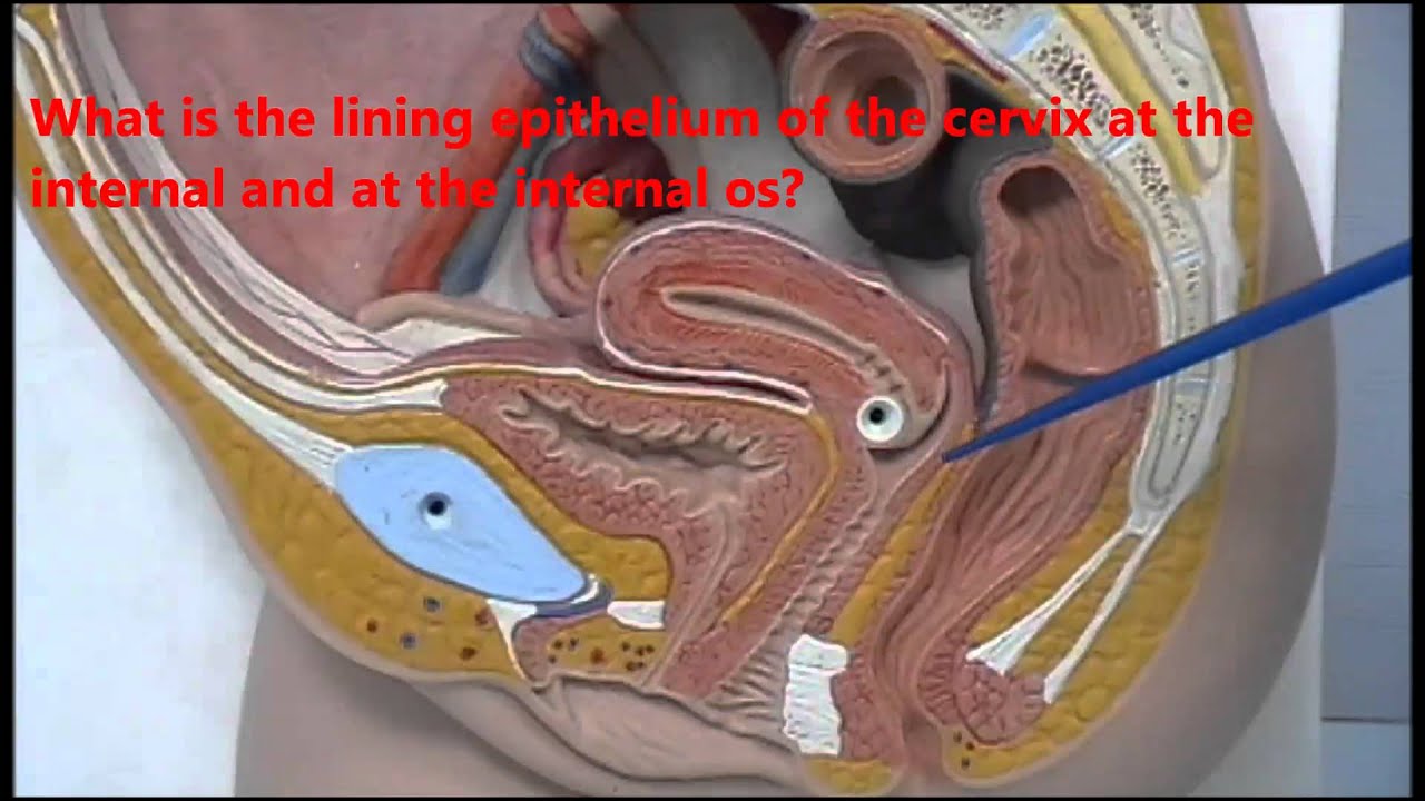 Anatomy Of Female Genital Organs Plastic Models Youtube