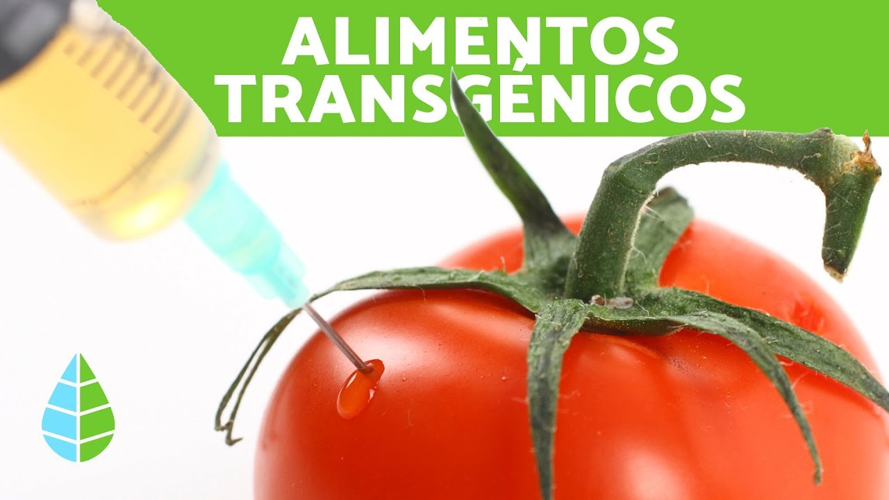 Ventajas Y Desventajas De Los Alimentos Transgénicos Son Buenos Los