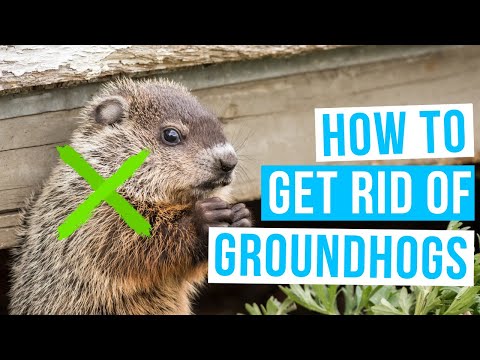 Why Are Groundhogs Considered Pests