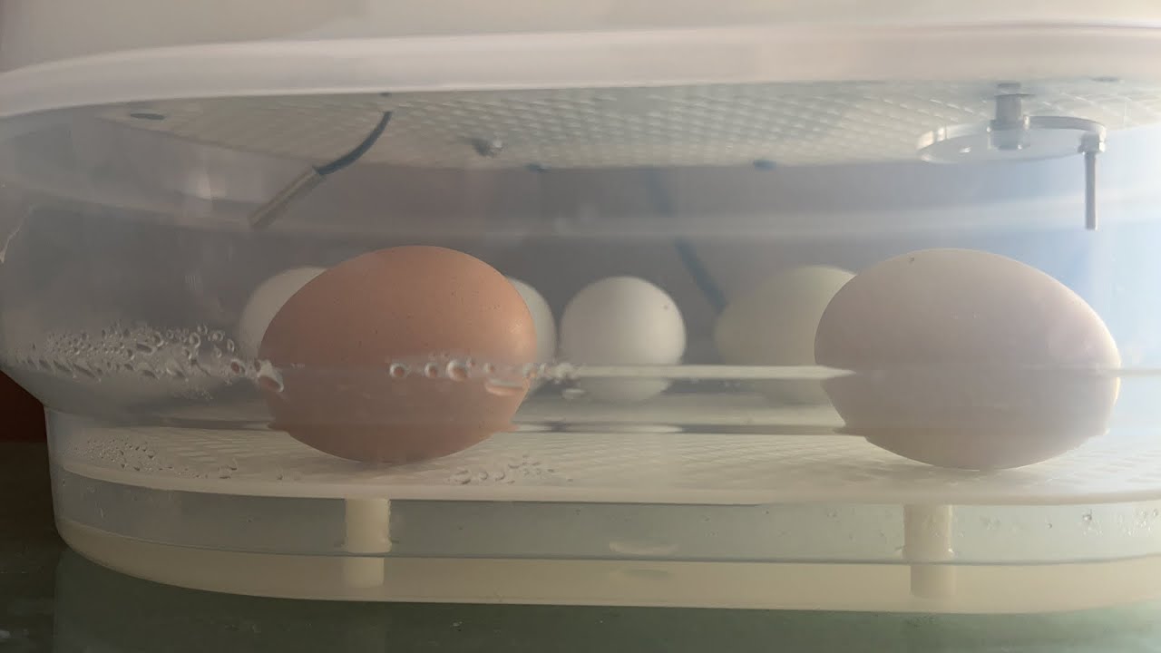 Eggs Hatching Youtube