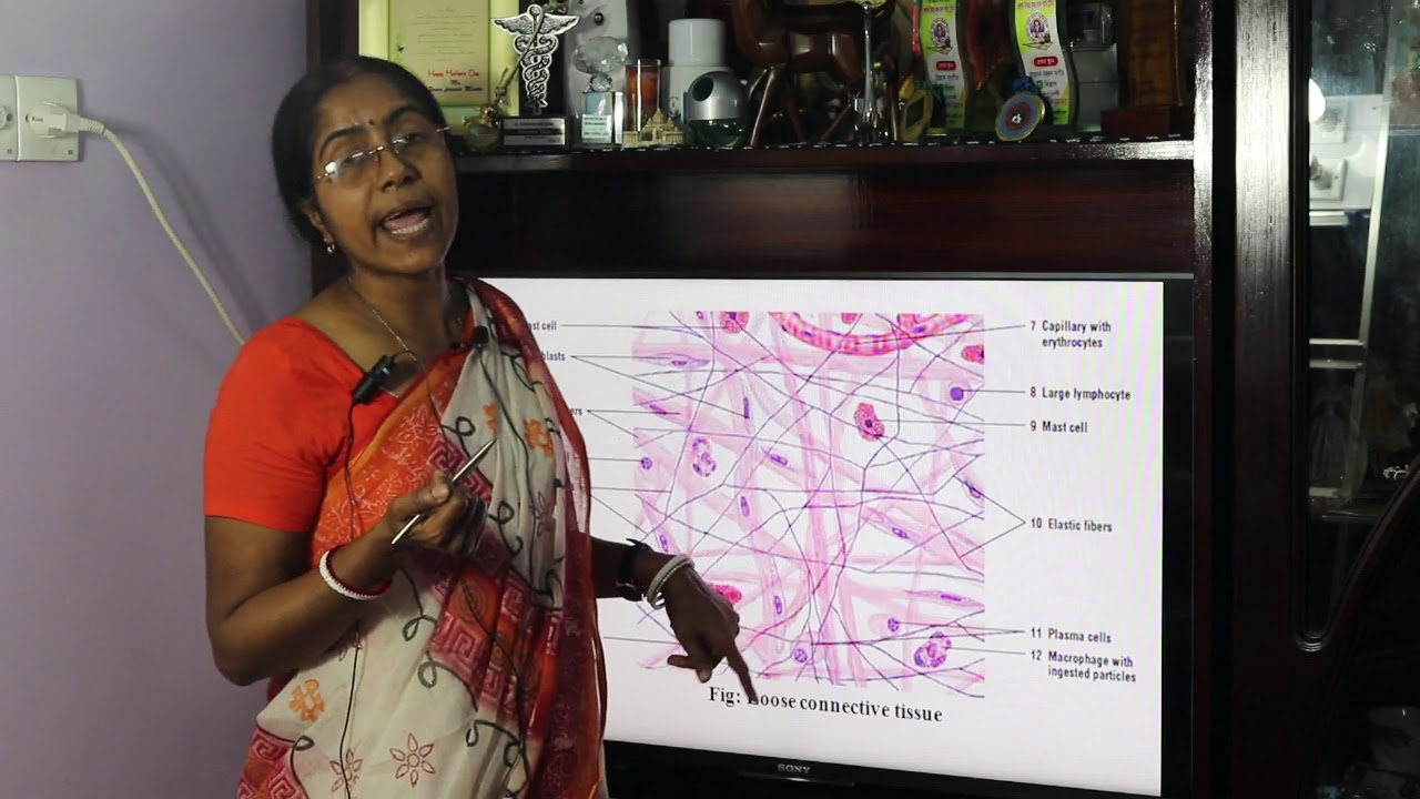 Connective Tissue Youtube