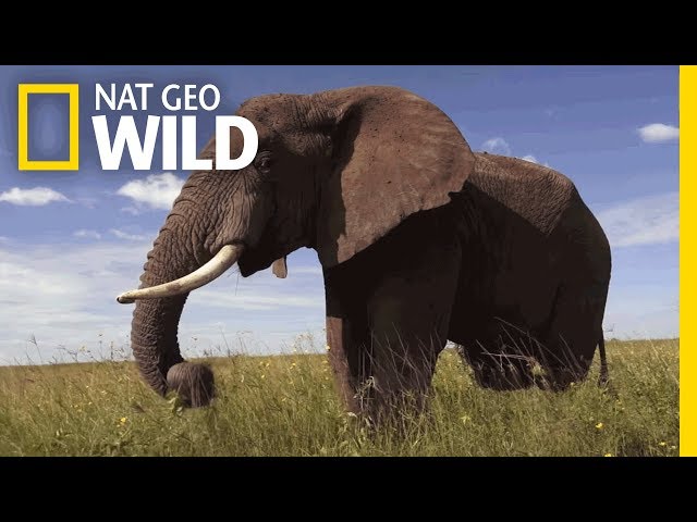Elephants 101 Nat Geo Wild General English Esl Video Lessons