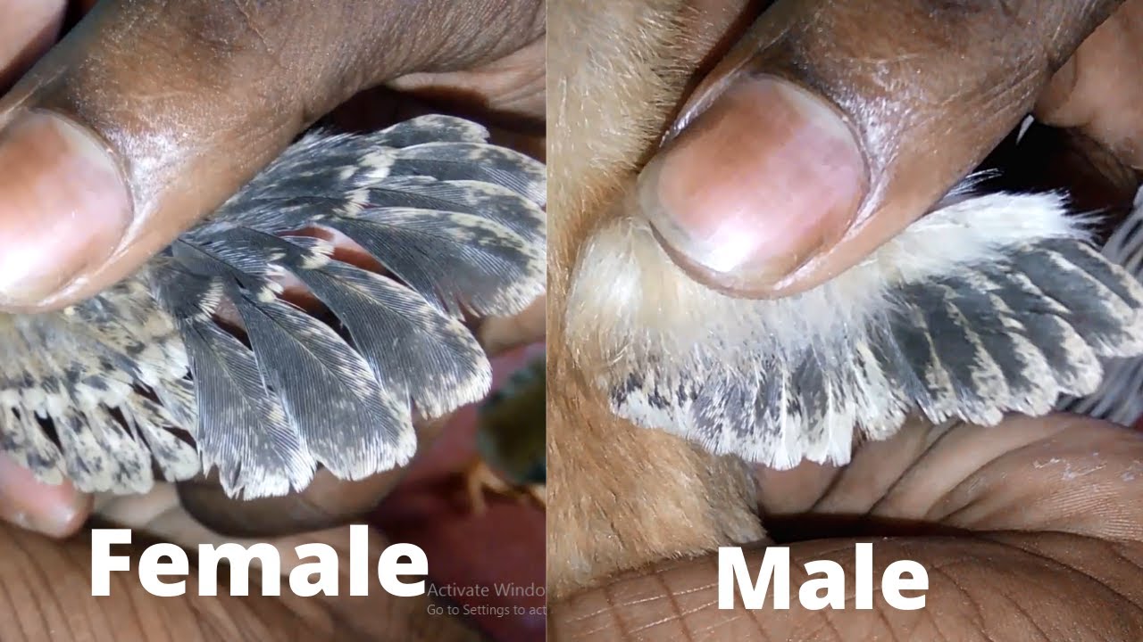 How To Tell If A Chick Is A Male Or A Female At Madeline Mair Blog