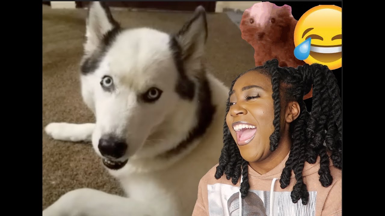 Funny Tiktoks Reaction Youtube