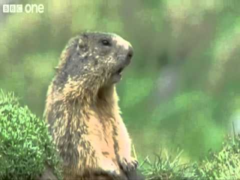 Alan Alan Alan Alan Bbc Funny Talking Animals Youtube