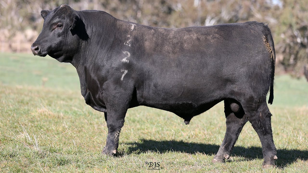 Lot 5 Bbb22t227 Circle8 2023 Youtube