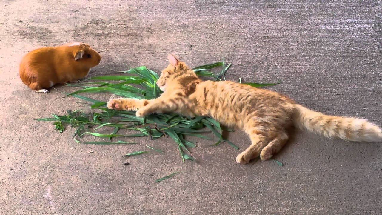 Cat Vs Guinea Pig Youtube