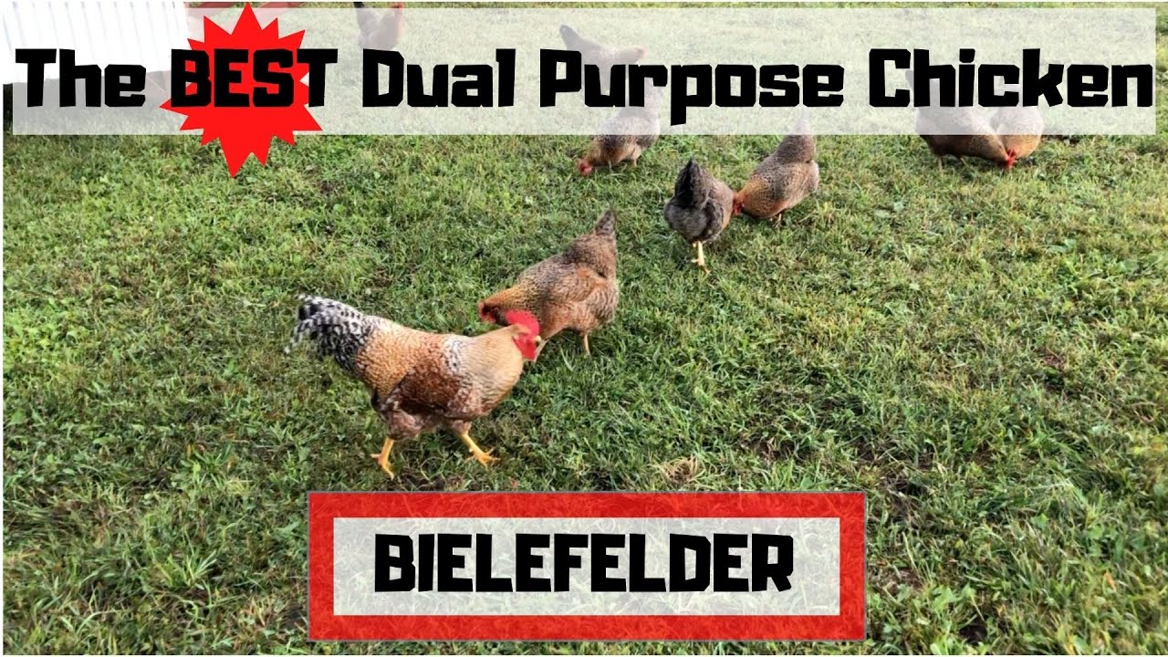Bielefelders The Best Dual Purpose Chicken Youtube