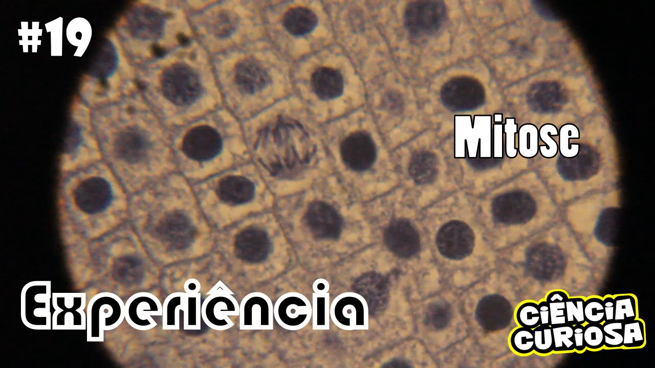 Experimento Microscopia Mitose Youtube