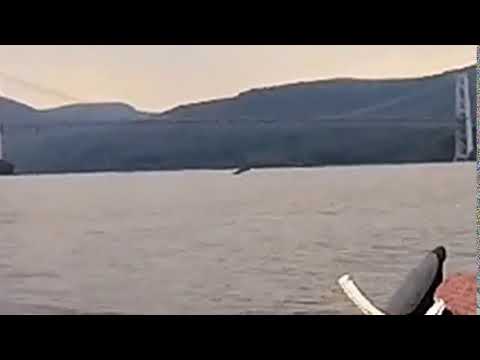 Video Monster Fish Caught On Camera Bursting Out Of Hudson River