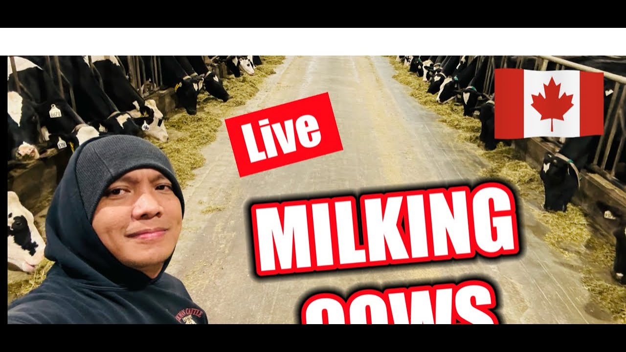 Milking Cows In Canada Buhaycanada Canadalife Filipinoincanada