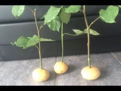 Rooting Roses In Potatoes A Complete Guide Happy Diy Home